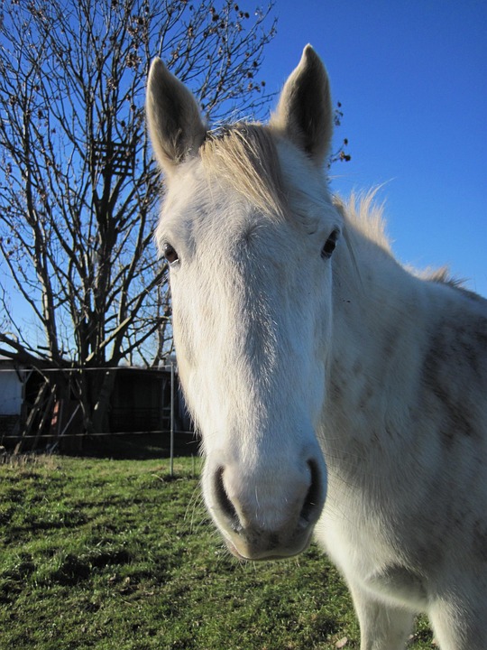 Pony Schimmel Weiß - Kostenloses Foto auf Pixabay - Pixabay