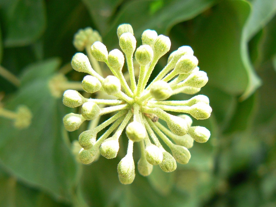 Flower Ivy - Free photo on Pixabay
