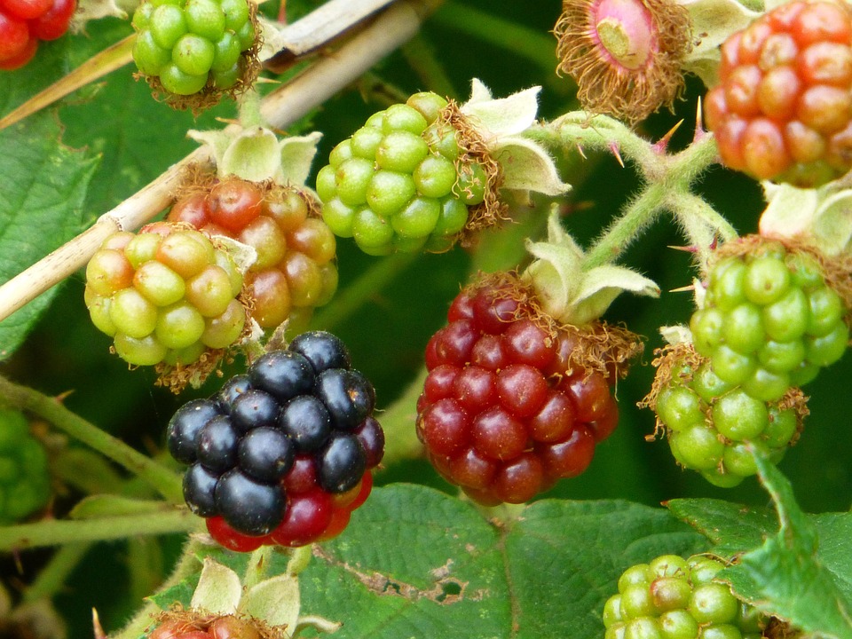 Mora Frutas Del Bosque Fruta - Foto gratis en Pixabay - Pixabay