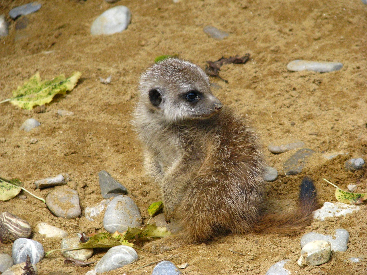 Suricata Fauna Silvestre Animalito - Foto gratis en Pixabay - Pixabay