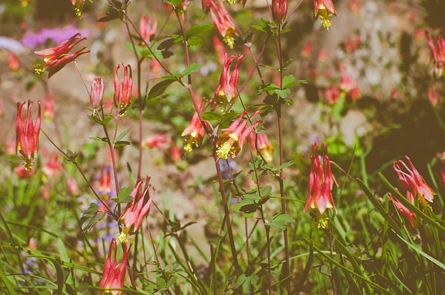 Fleurs Rouge Jardin Le - Photo gratuite sur Pixabay - Pixabay