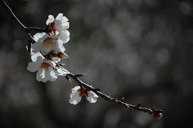 Blüht Zweig Blumen - Kostenloses Foto auf Pixabay - Pixabay