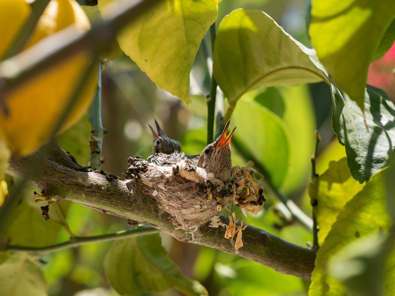 1,000+ Free Baby Birds & Bird Images - Pixabay