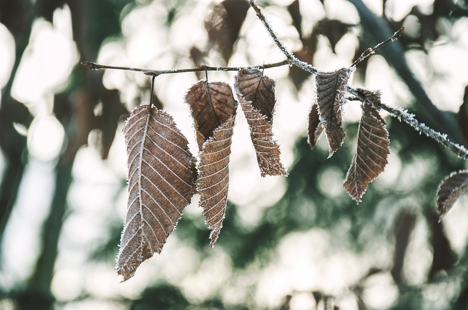 Leaves Winter Cold - Free photo on Pixabay - Pixabay