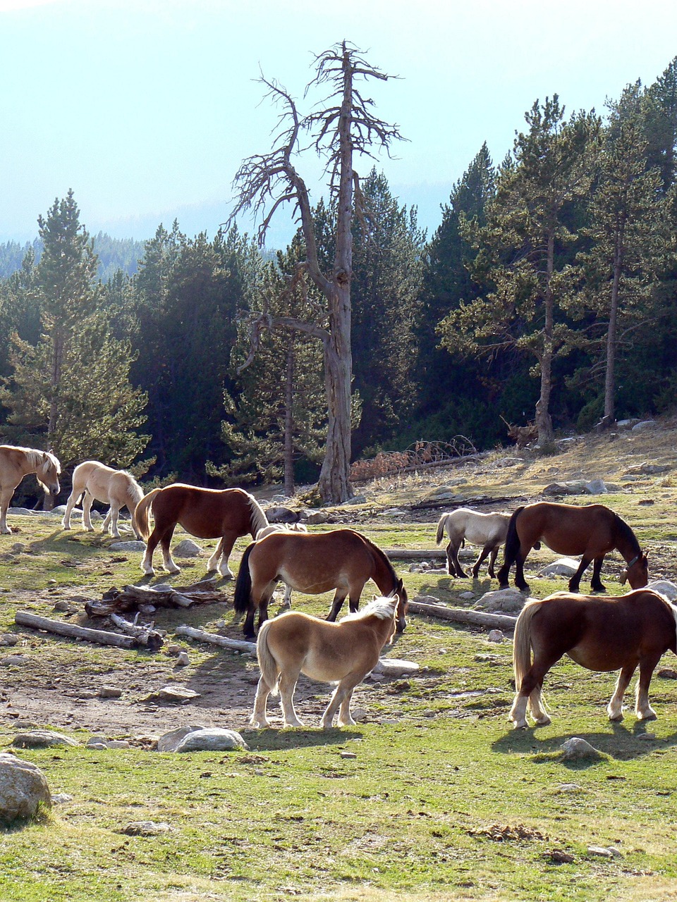 Cavalos Pyrenees Catalunya Alta - Foto gratuita no Pixabay - Pixabay