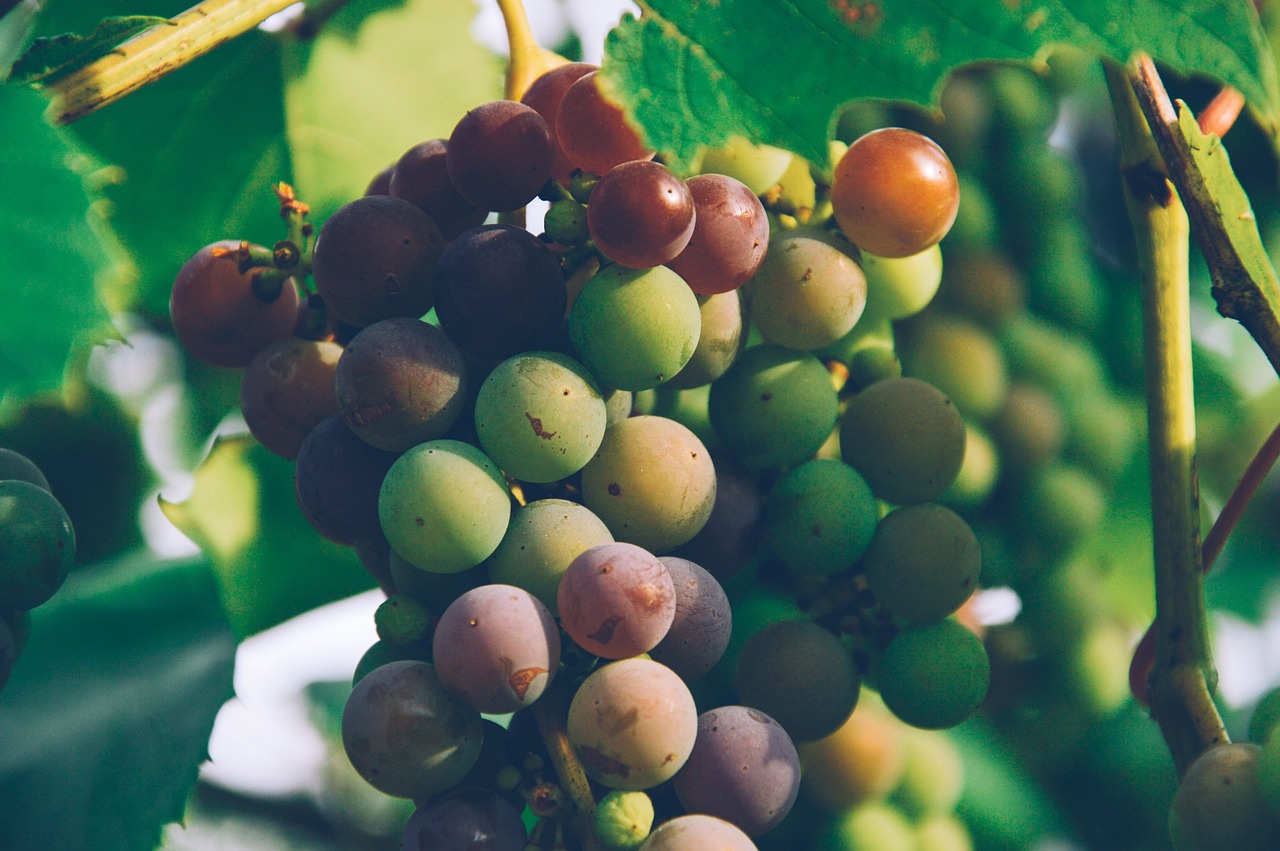 Uvas Frutas Enredaderas - Foto gratis en Pixabay - Pixabay