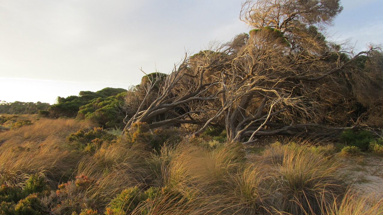100+ Free Perth & Australia Images - Pixabay