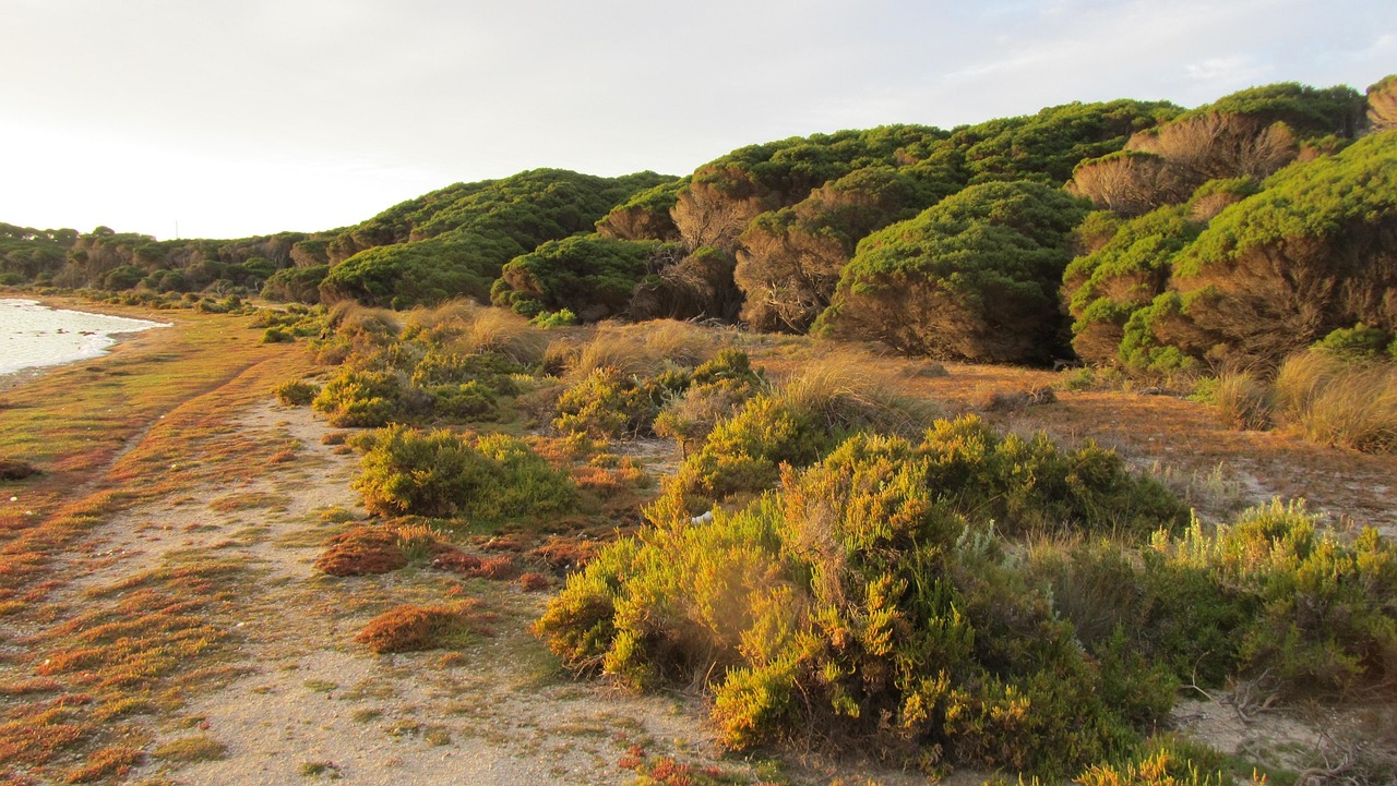 Rottnest Island Australia - Free photo on Pixabay - Pixabay