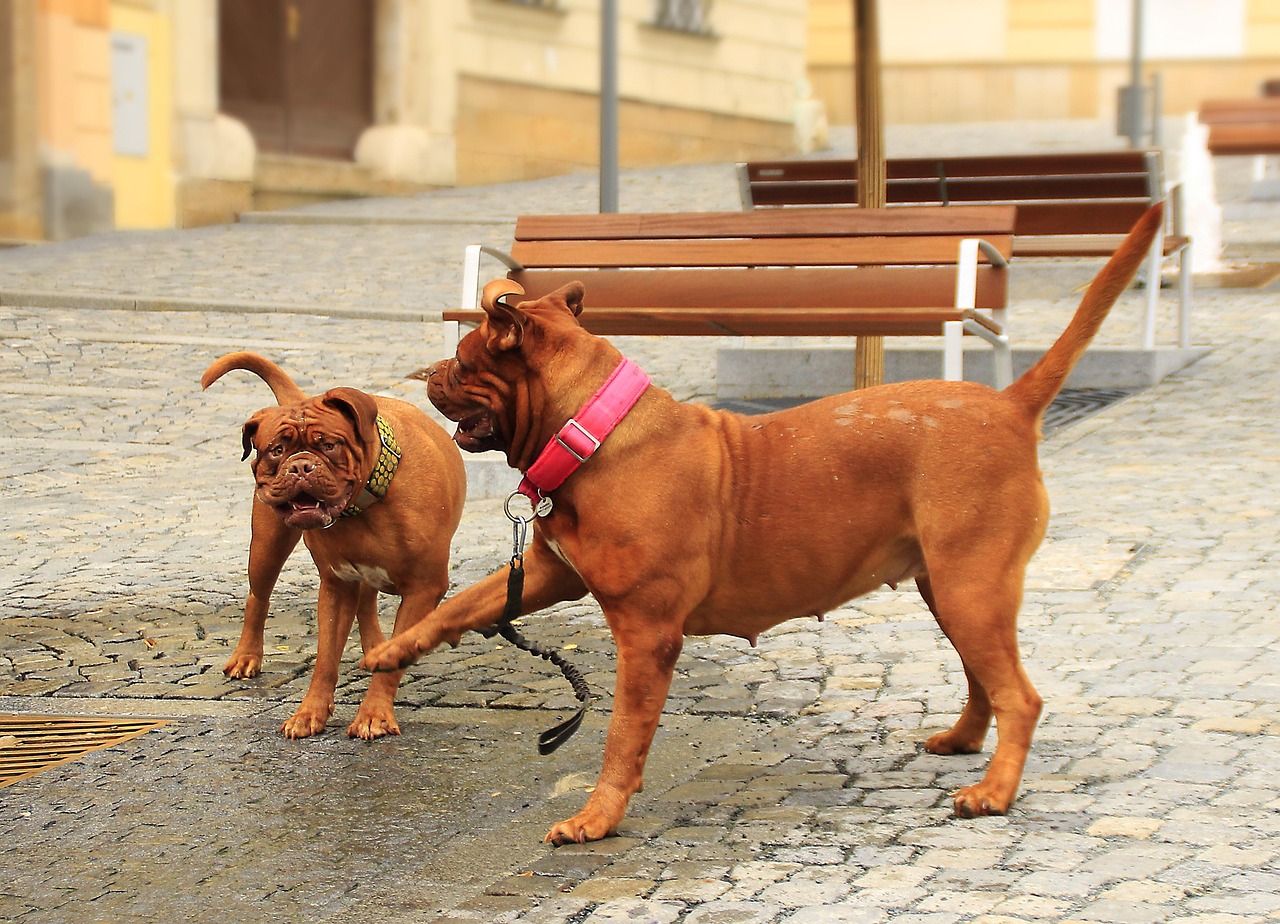 Burgundy Of Dogue - Free photo on Pixabay - Pixabay
