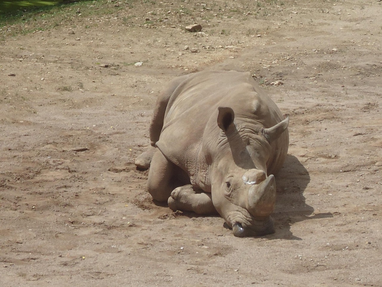 Rinoceronte Jardim Zoológico - Foto gratuita no Pixabay - Pixabay