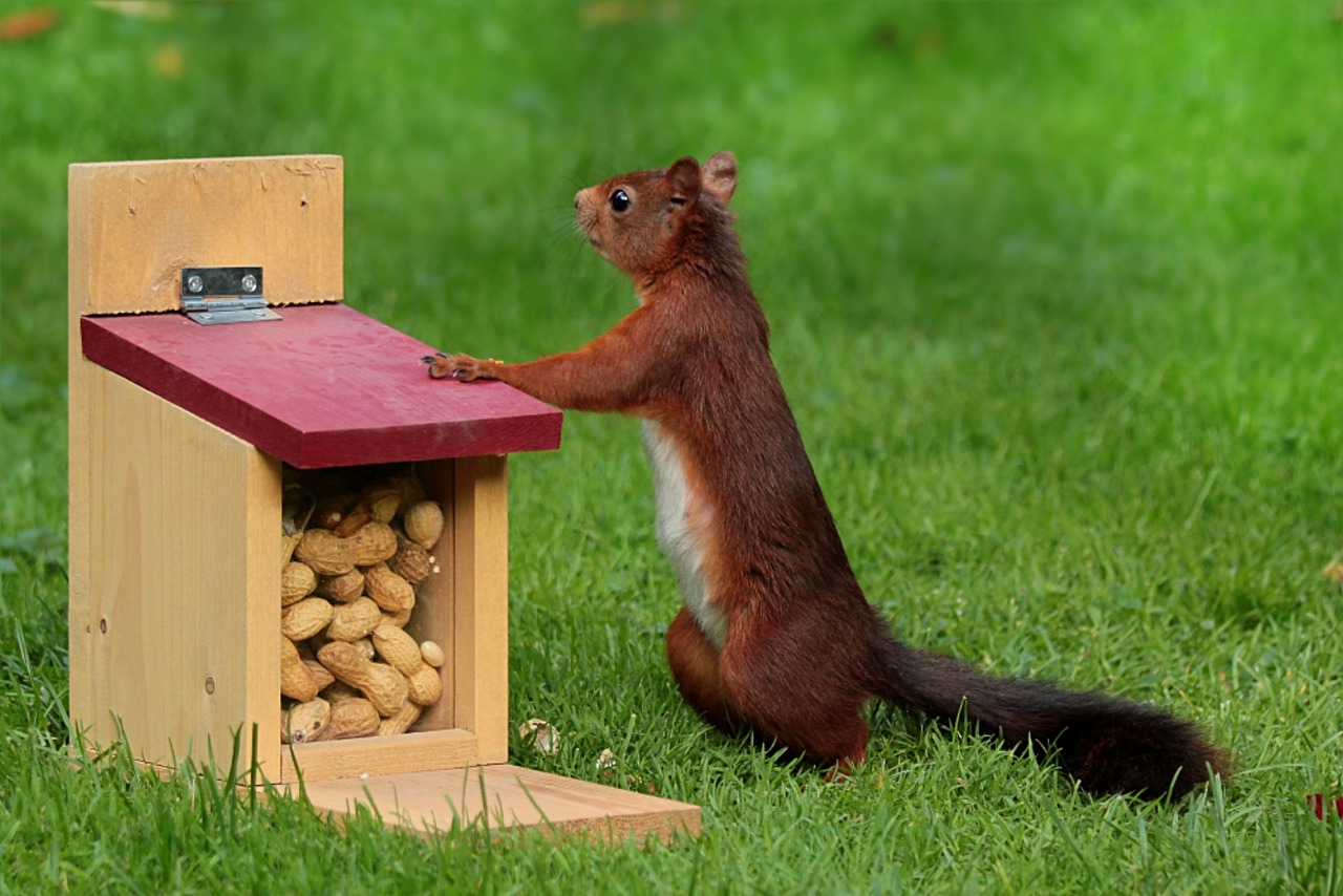 Animal Ardilla Sciurus - Foto gratis en Pixabay