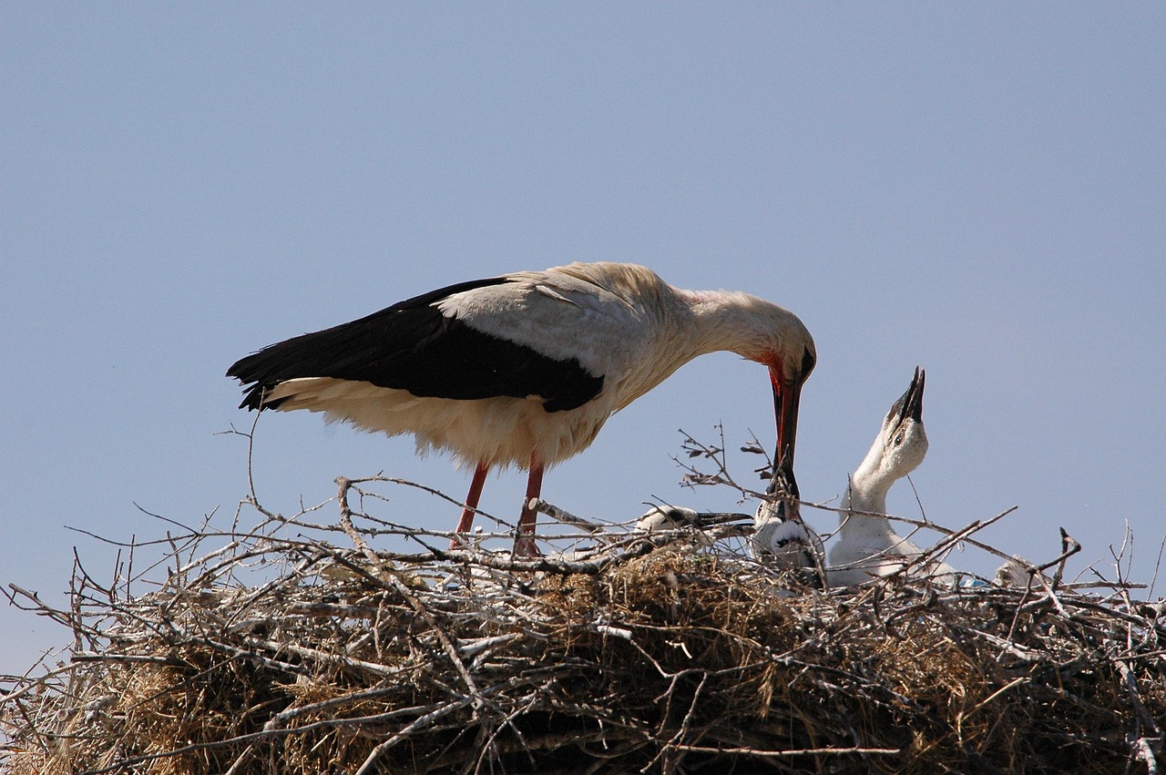 100+ Free Stork Baby & Stork Images - Pixabay
