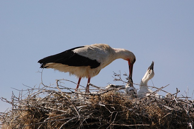 10,000+ Free Baby Stork & Stork Images - Pixabay