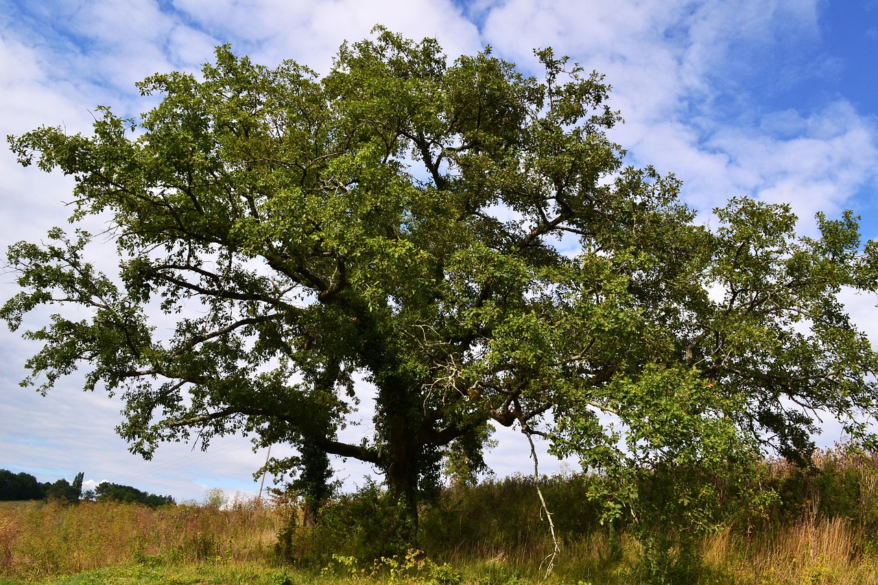 Oak Tree Nature - Free photo on Pixabay