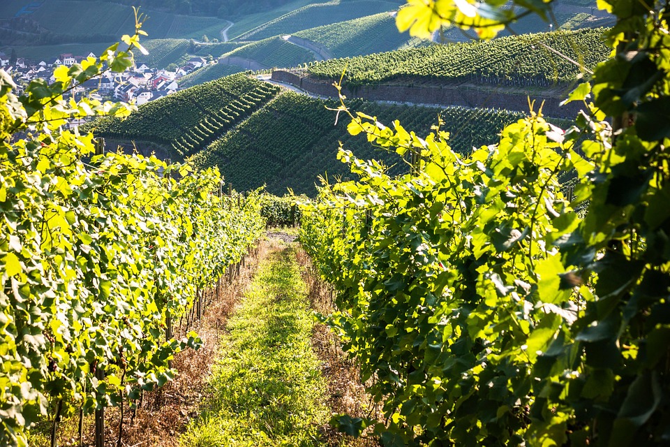 Vines Wine Growing - Free photo on Pixabay - Pixabay