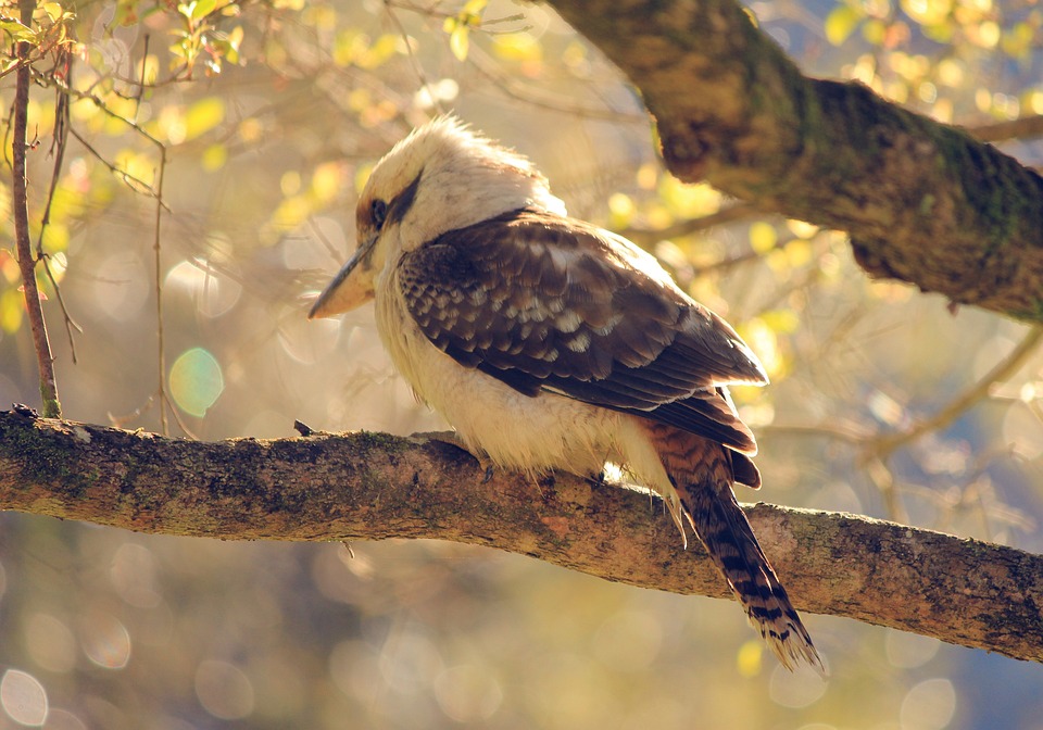 Bird Kookaburra Hunter - Free photo on Pixabay