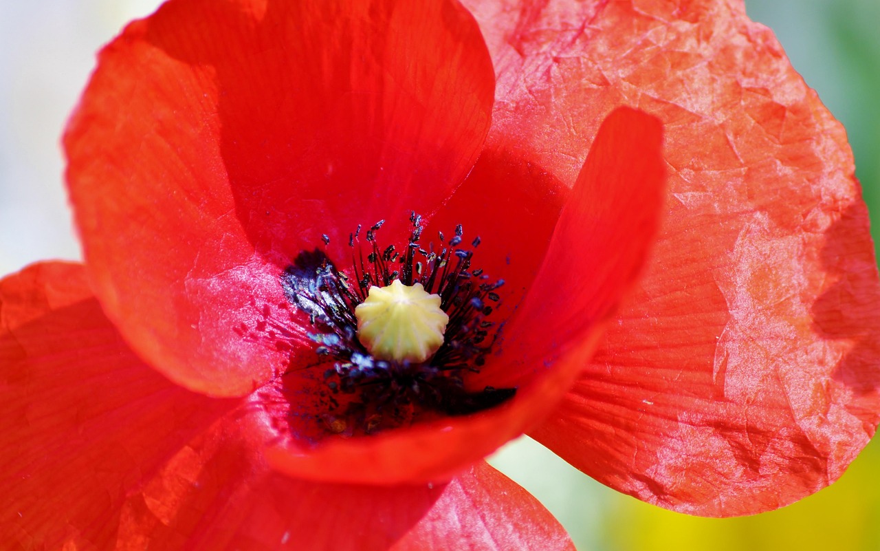 Poppy Flower Plant - Free photo on Pixabay