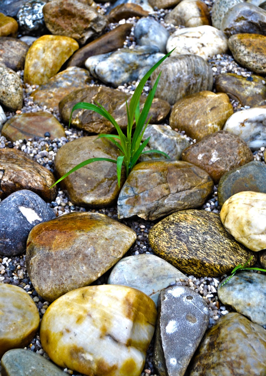 Stones Nature Plant Wild - Free photo on Pixabay - Pixabay