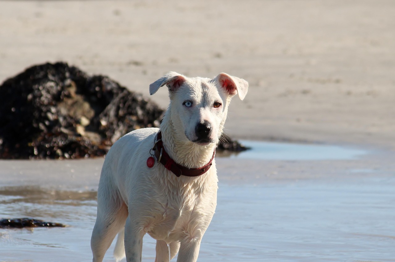 Dog Sea Ocean - Free photo on Pixabay - Pixabay