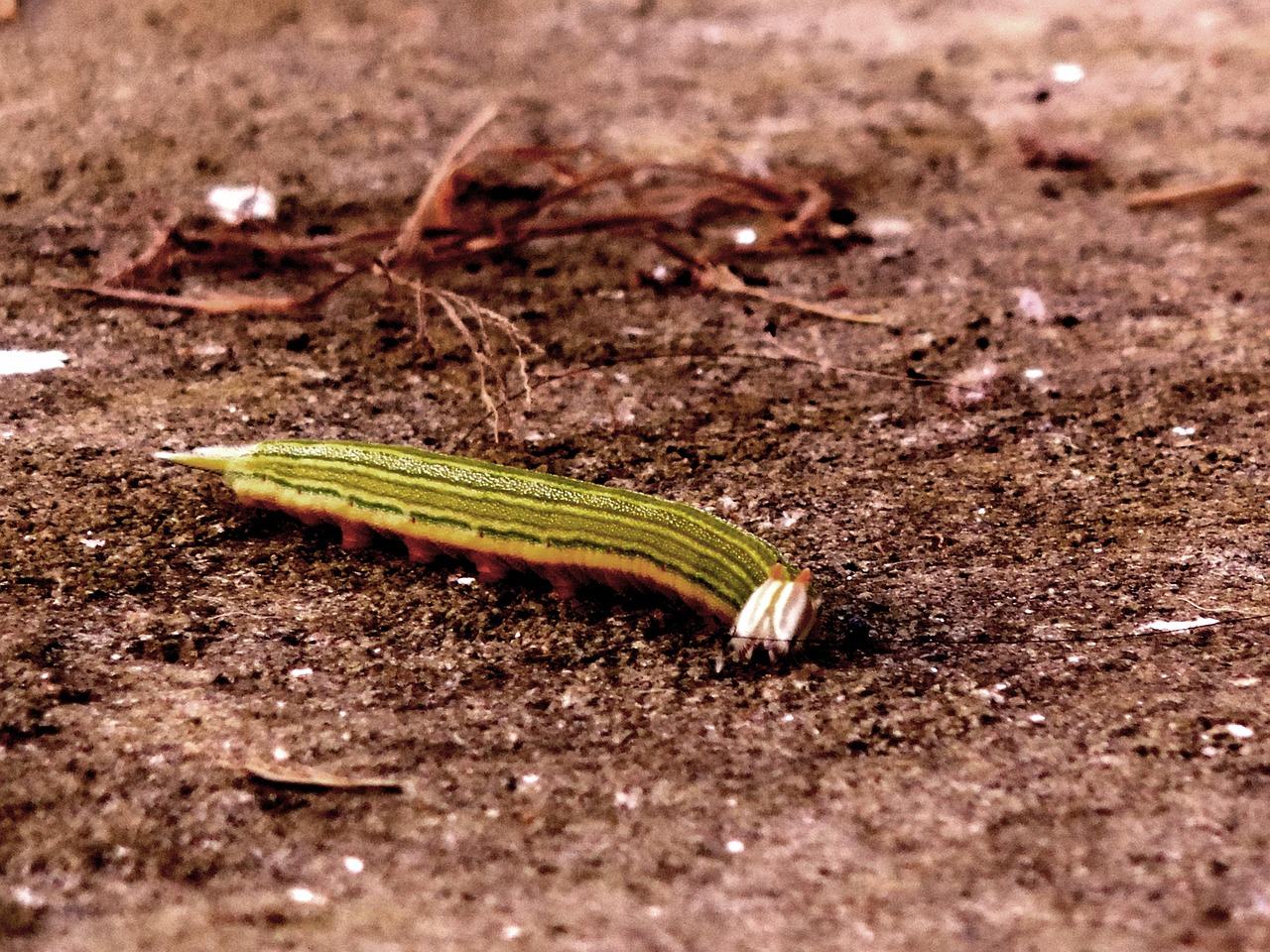 Insecto Fondo Medio Ambiente - Foto gratis en Pixabay - Pixabay
