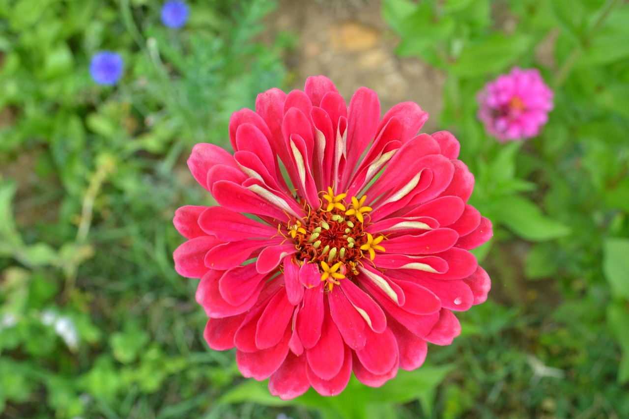 Zinnia Fleur Rose Pétales - Photo gratuite sur Pixabay - Pixabay