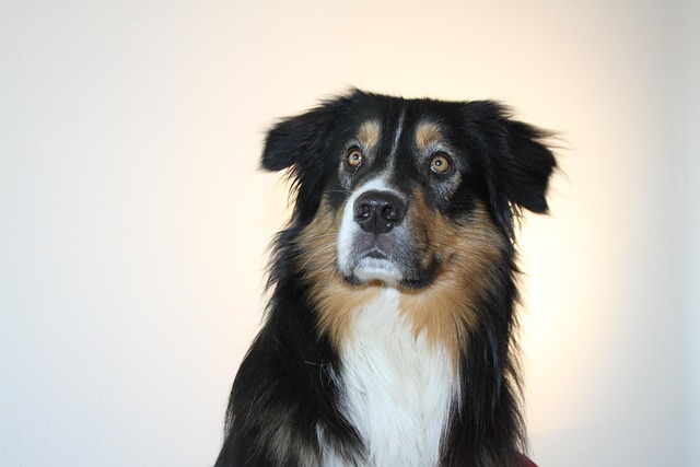 100+ kostenlose Australian Hund und Australian Shepherd-Bilder - Pixabay