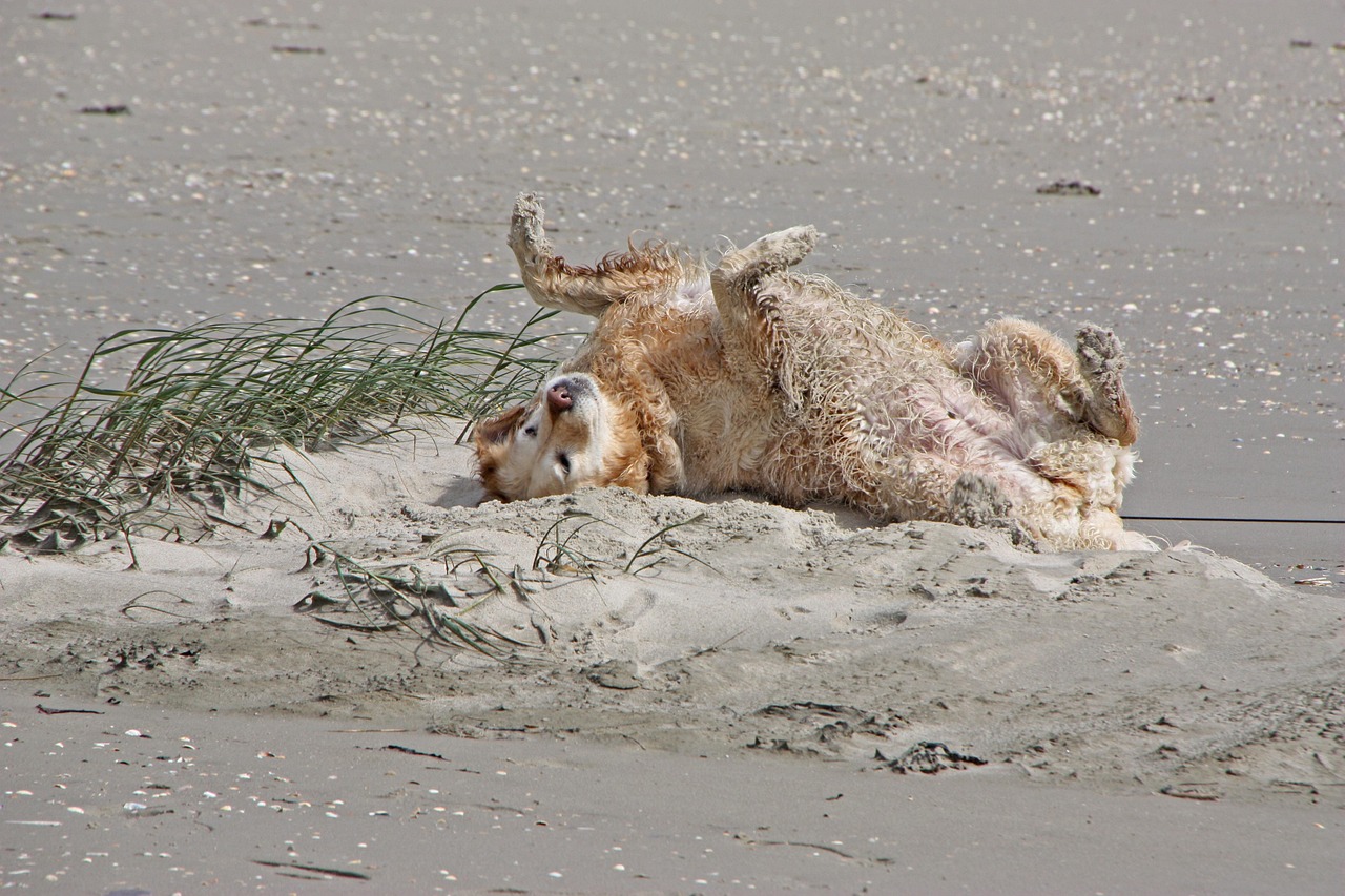 North Sea Dog Golden Retriever - Free photo on Pixabay - Pixabay