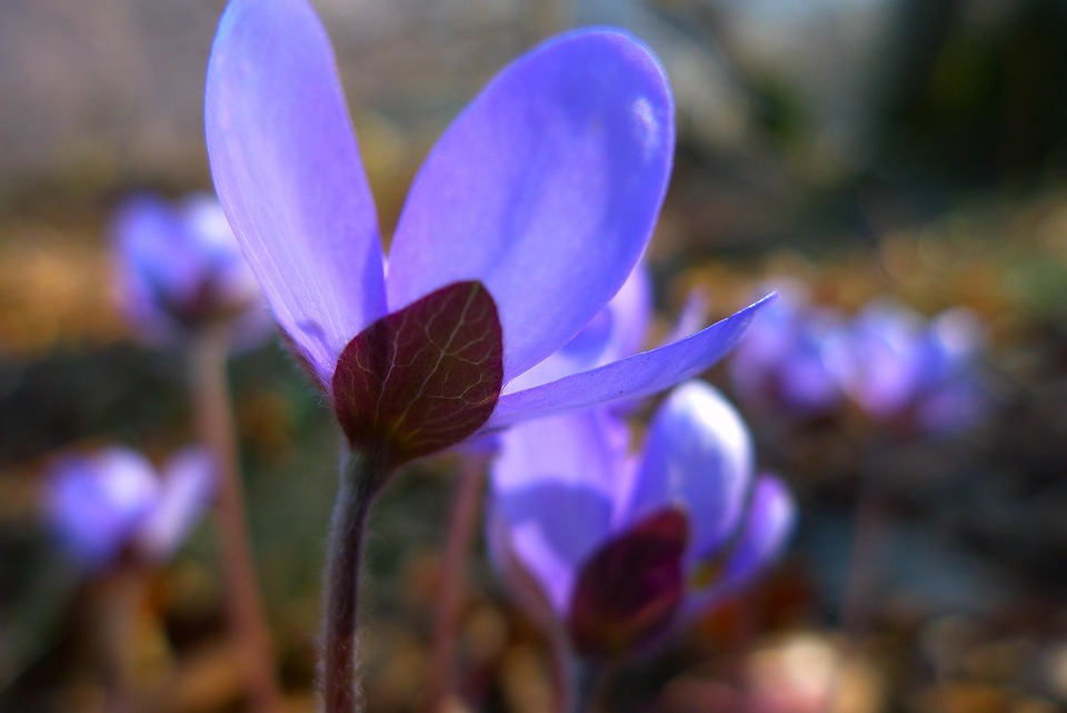 Liverflower Flower Violet - Free photo on Pixabay - Pixabay