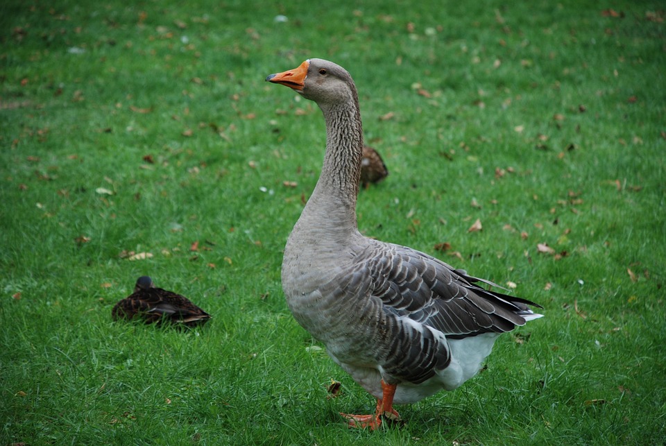 Gans Wiese Vogel - Kostenloses Foto auf Pixabay - Pixabay