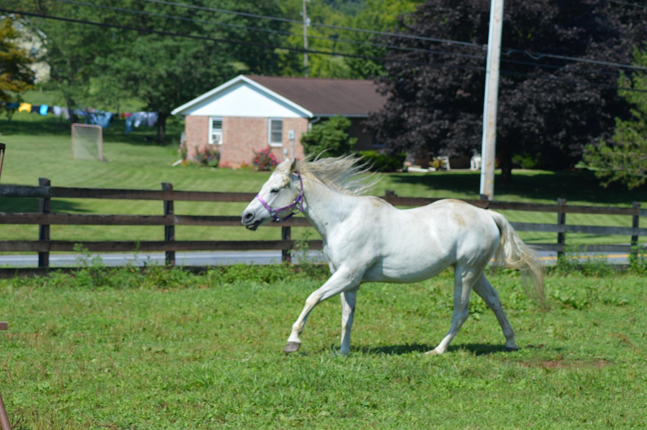 Caballo Corriendo Blanco - Foto gratis en Pixabay - Pixabay