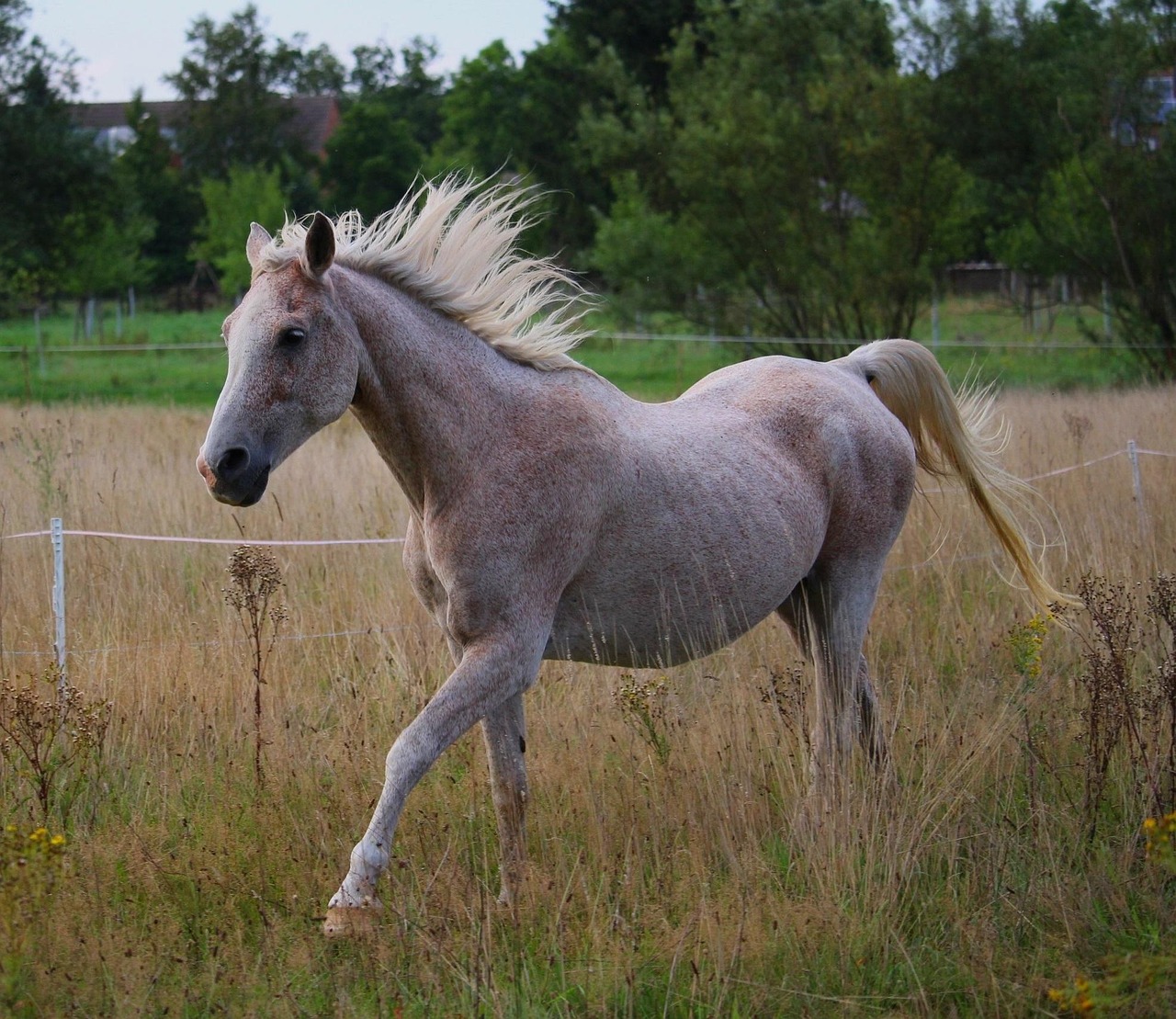 Horse Gallop Mould Thoroughbred - Free photo on Pixabay - Pixabay