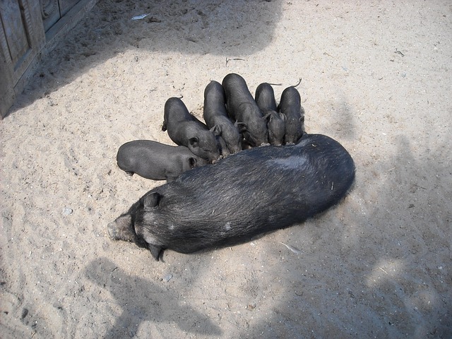 Pot-Bellied Pigs Animals - Free photo on Pixabay - Pixabay