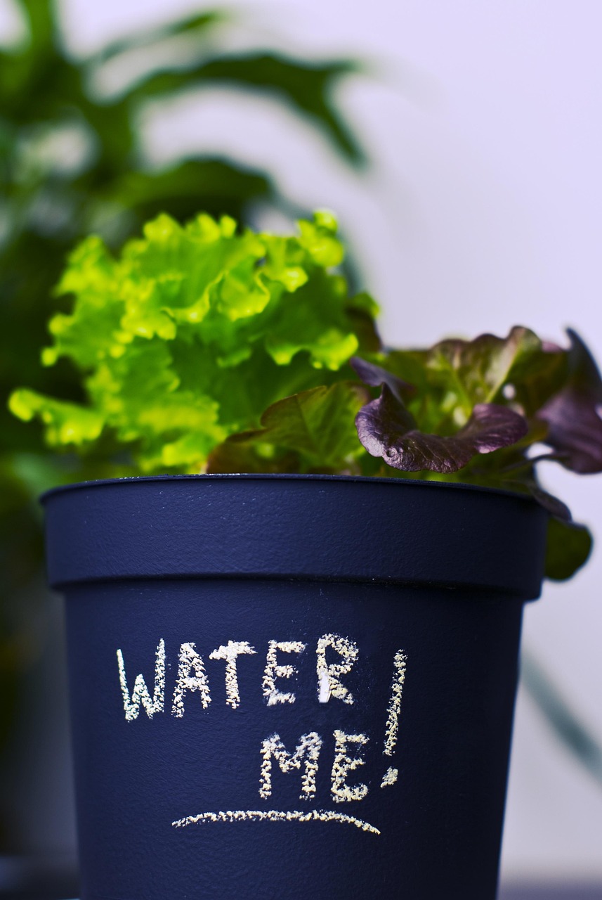Plant Pot Grow Flower - Free photo on Pixabay - Pixabay