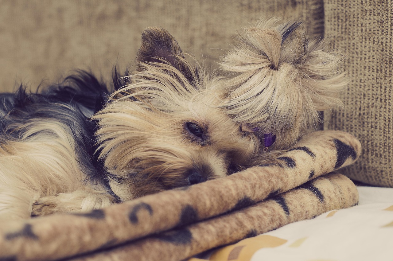 Anjing Sedang Tidur Peliharaan - Foto gratis di Pixabay - Pixabay