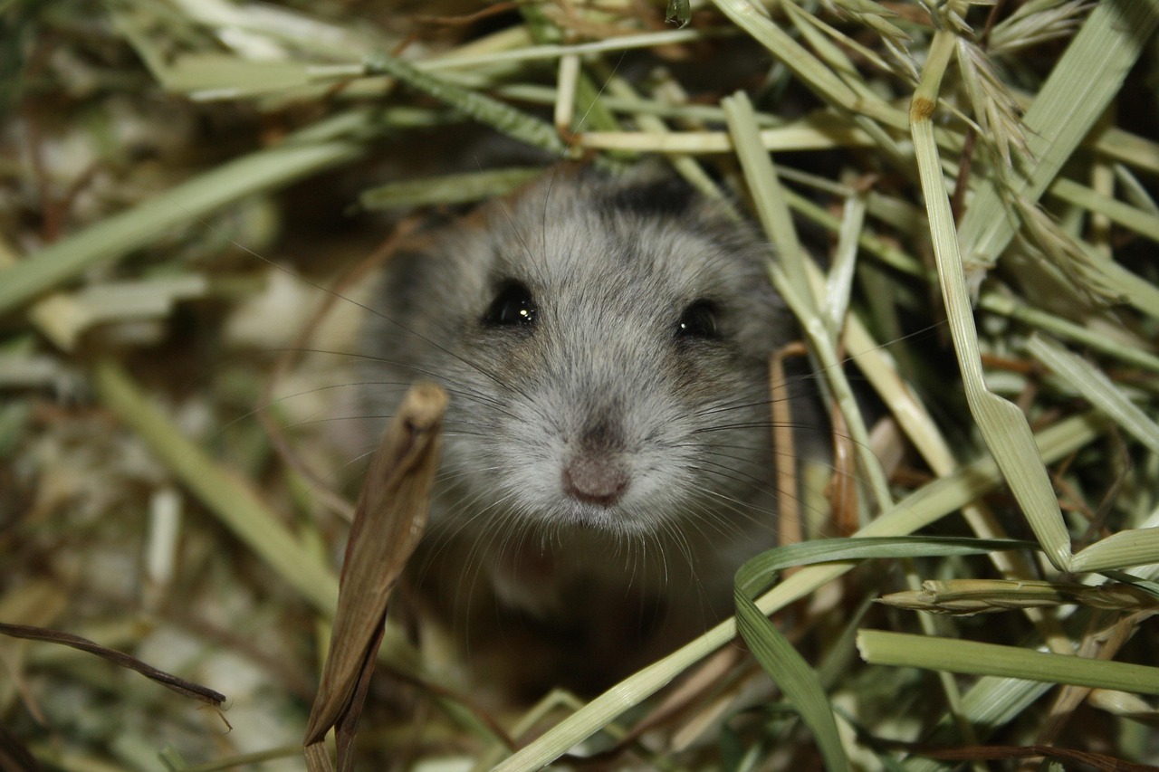 Animal Whole Little - Free photo on Pixabay - Pixabay