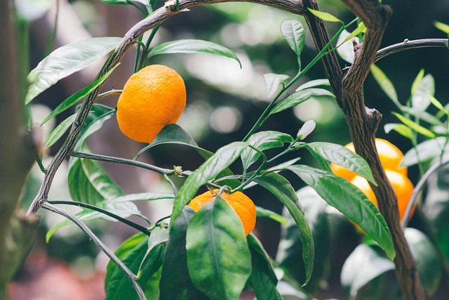 Orange Arbre Nature Direction - Photo gratuite sur Pixabay - Pixabay