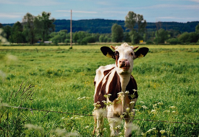 Vache Cultiver Prairie - Photo gratuite sur Pixabay