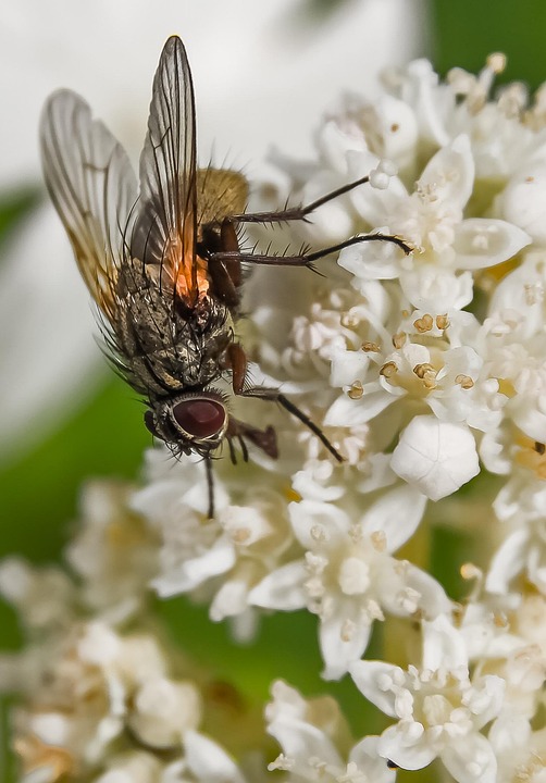 Fly Hydrangea White Flower - Free photo on Pixabay