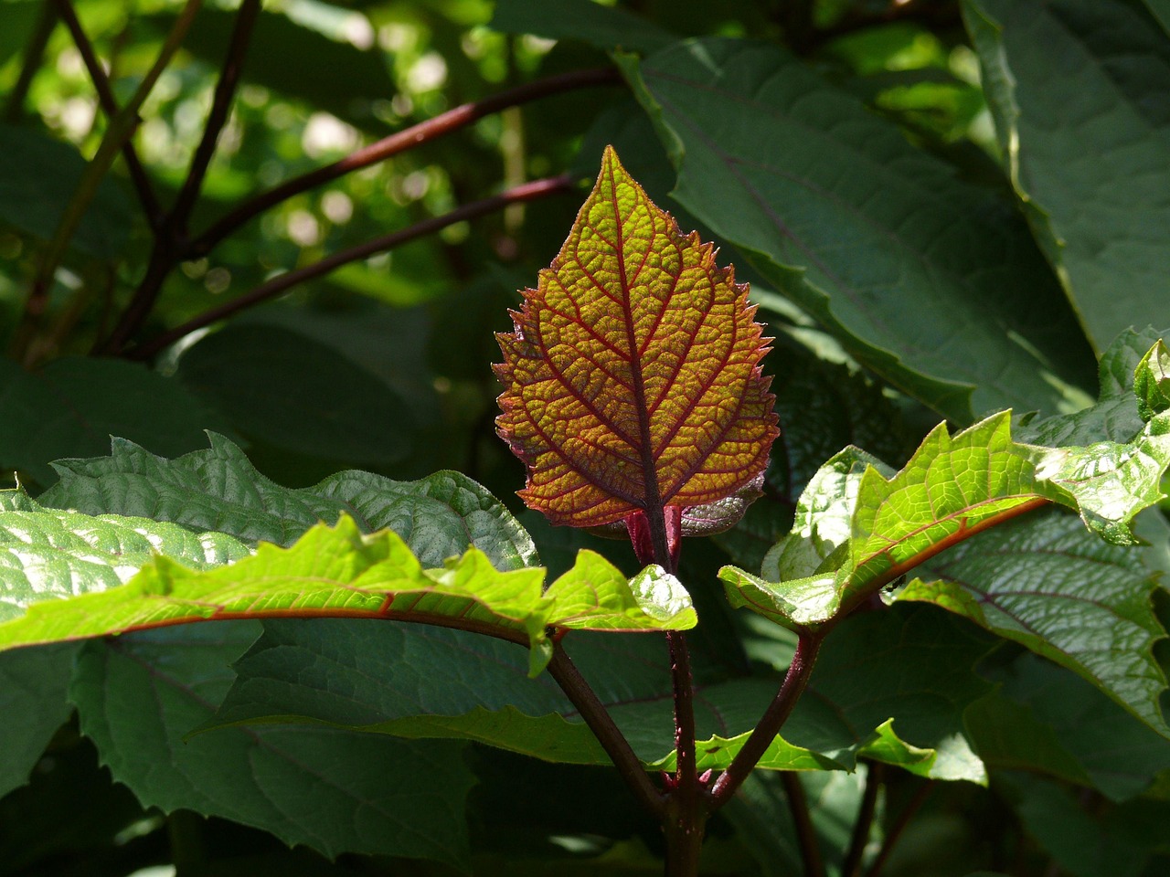 Feuille Jardin Nature - Photo gratuite sur Pixabay - Pixabay