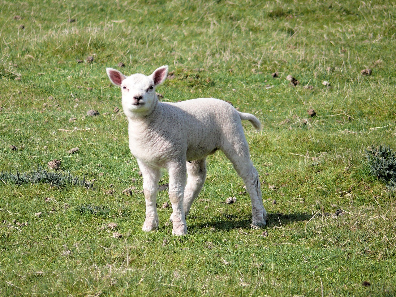 Meer dan 100 gratis afbeeldingen van Lammetje en Natuur - Pixabay