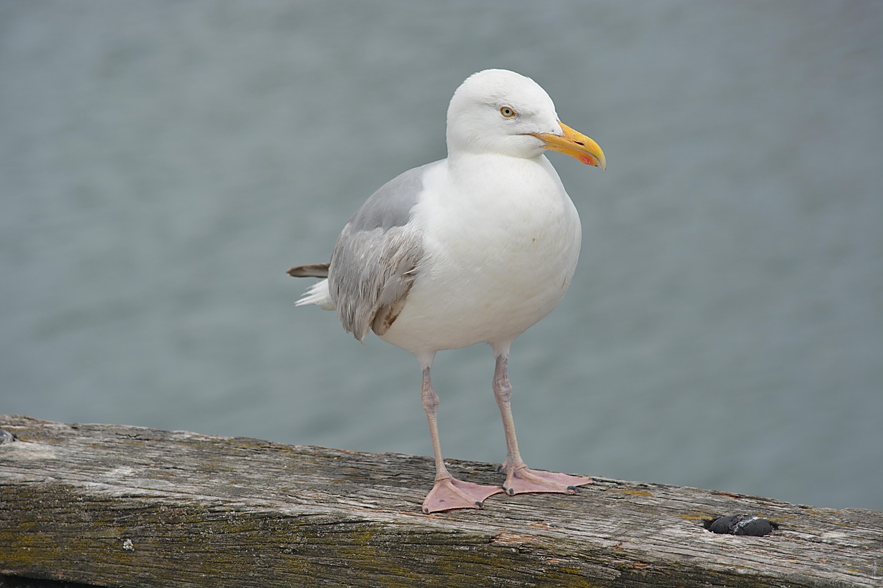 Pájaro Gaviota Animal Ave - Foto gratis en Pixabay - Pixabay
