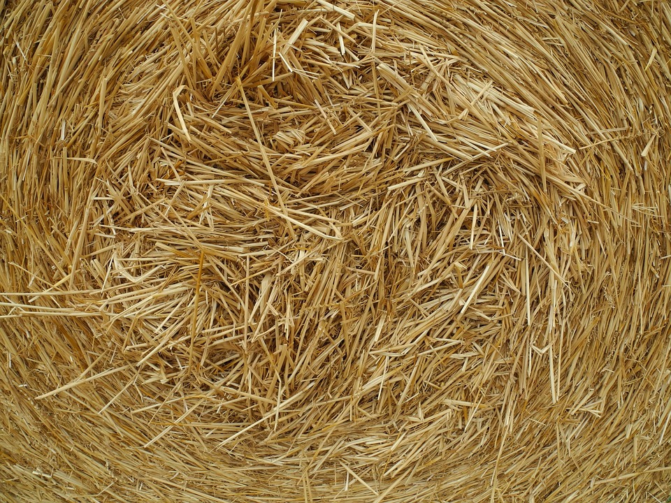 Straw Agriculture Corn - Free photo on Pixabay - Pixabay