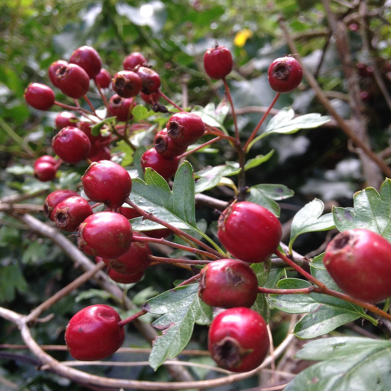 Berries Autumn Red - Free photo on Pixabay