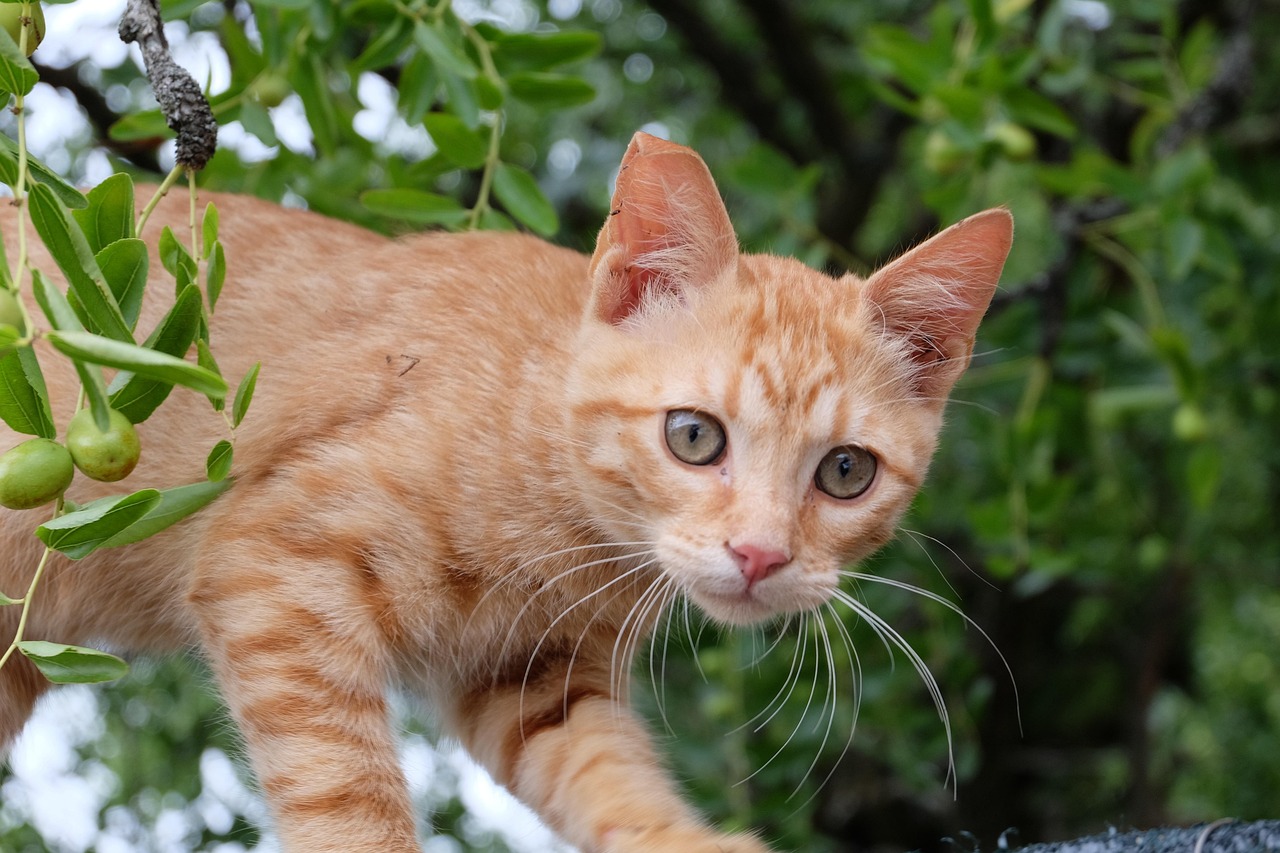 Lindo Gato Vermelho - Foto gratuita no Pixabay - Pixabay