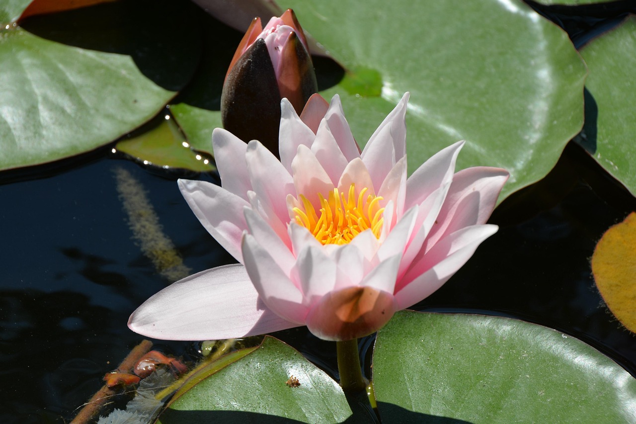 Water Lake Flower - Free photo on Pixabay - Pixabay