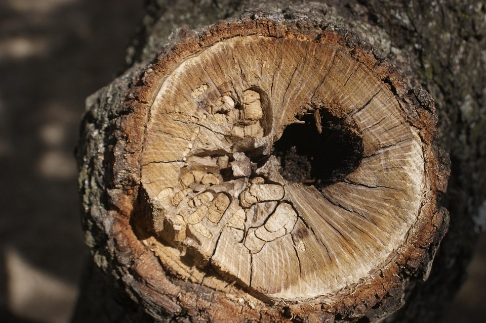Tronc Arbre Bois - Photo gratuite sur Pixabay - Pixabay