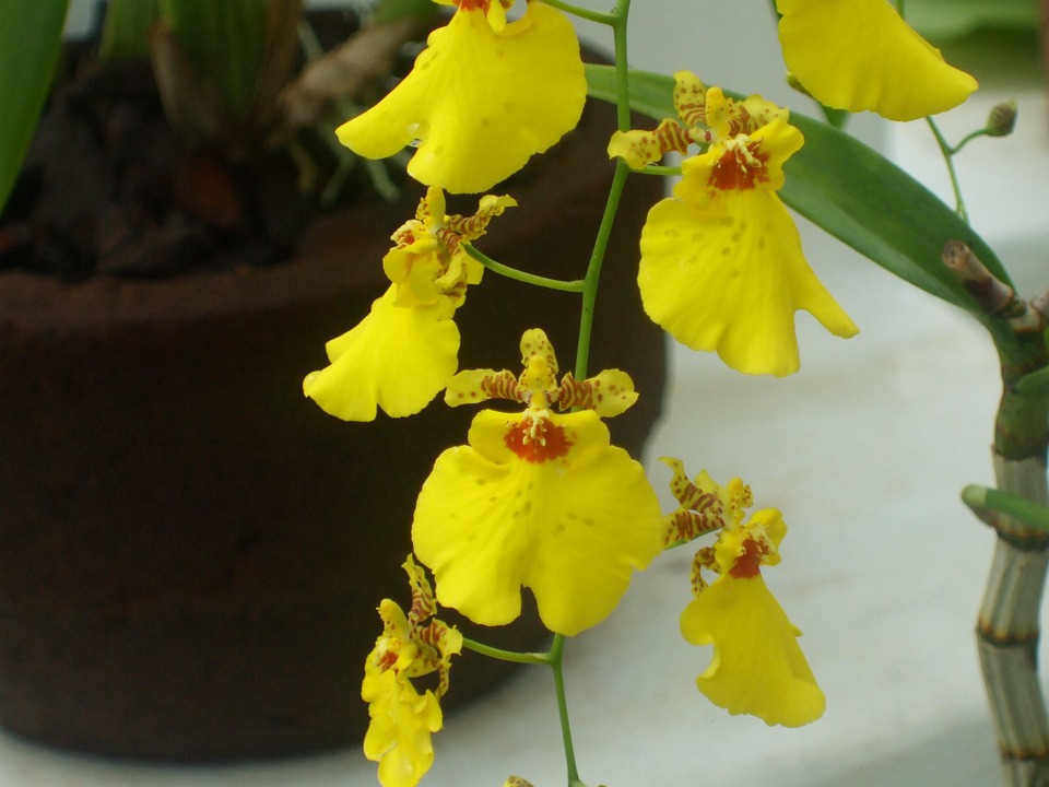 Orchidee Bloem Natuur Gele - Gratis foto op Pixabay - Pixabay