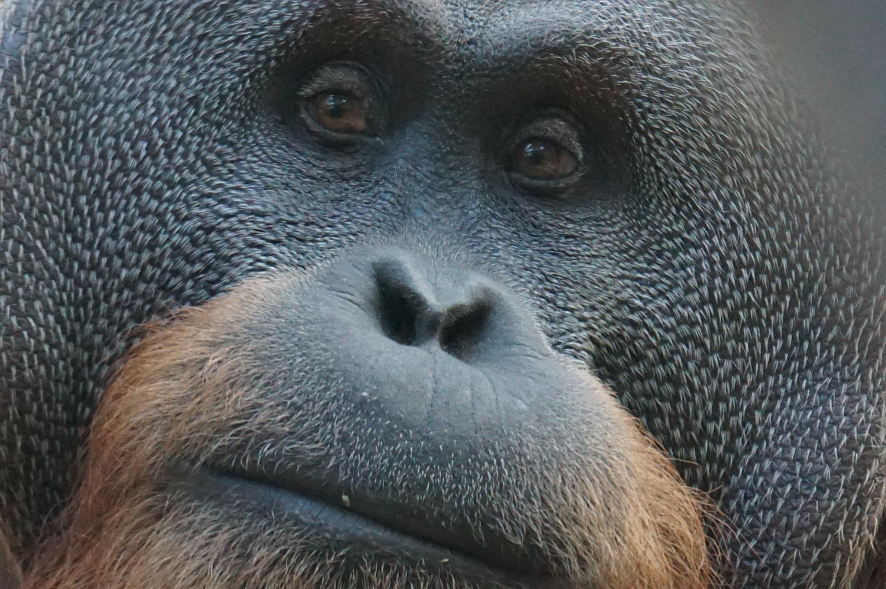 超过 200000 张关于“Orang Tree”和“树”的免费图片 - Pixabay