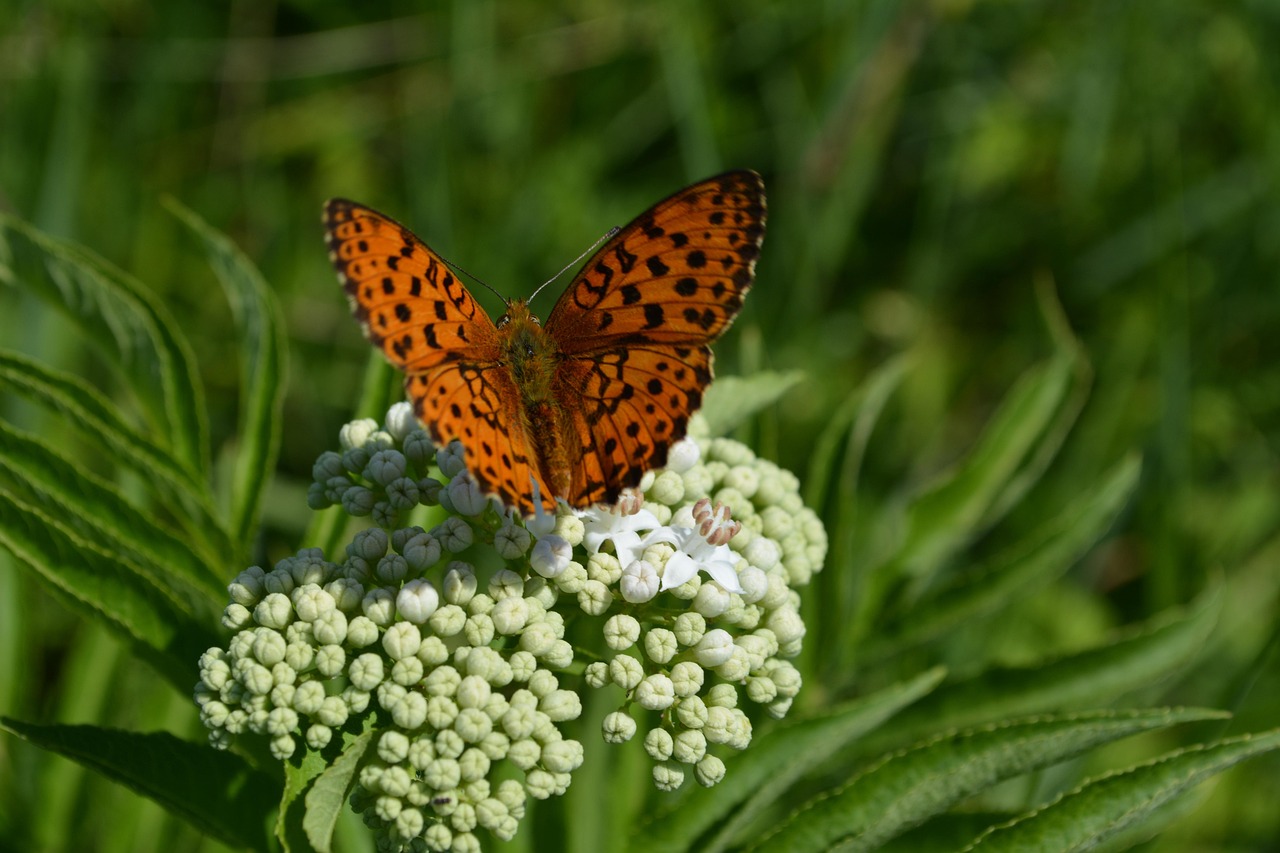 Butterfly Flower Colored - Free photo on Pixabay - Pixabay