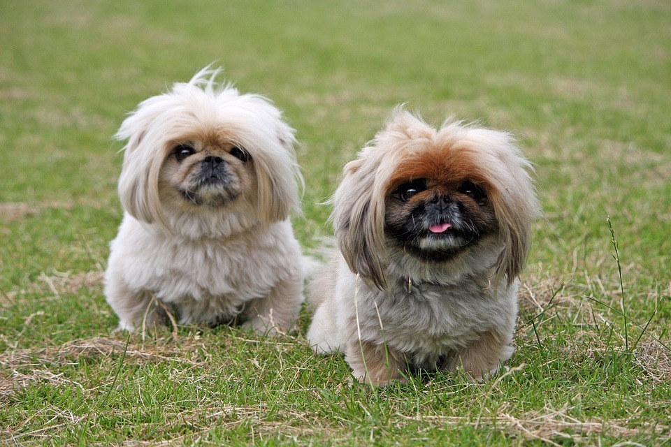 Free Photo Pekingese Dogs Cute Animal Pet Free Image On Pixabay